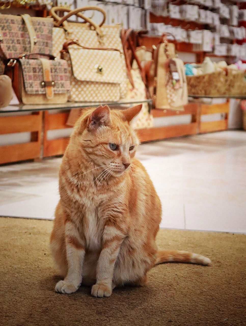 Cat Animal De Compagnie - Photo gratuite sur Pixabay - Pixabay