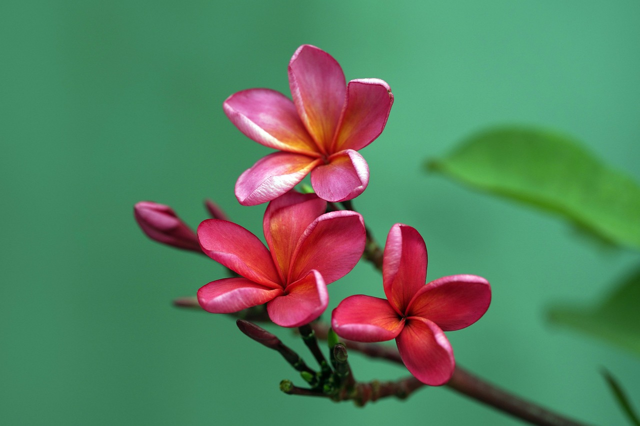 Red Plumeria Wallpaper