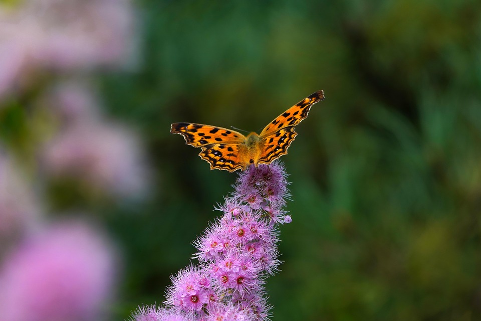 Asian Comma Butterfly Insects - Free photo on Pixabay