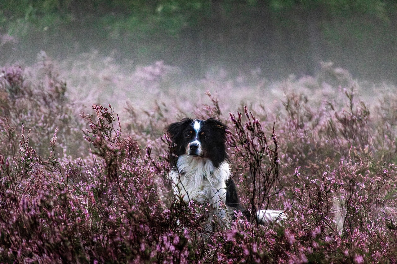 40,000+ Free Heather Plant & Heather Images - Pixabay
