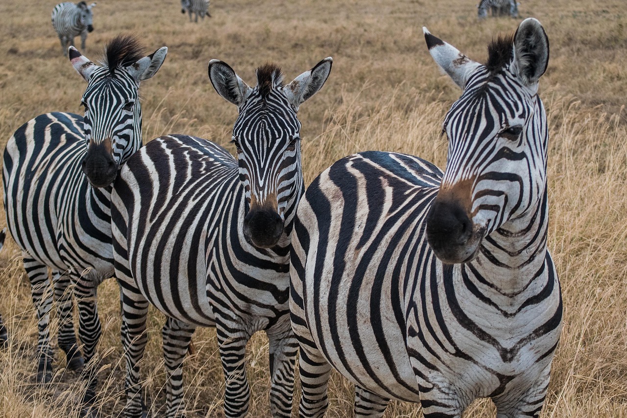 Animal Cebra Mamífero - Foto gratis en Pixabay - Pixabay