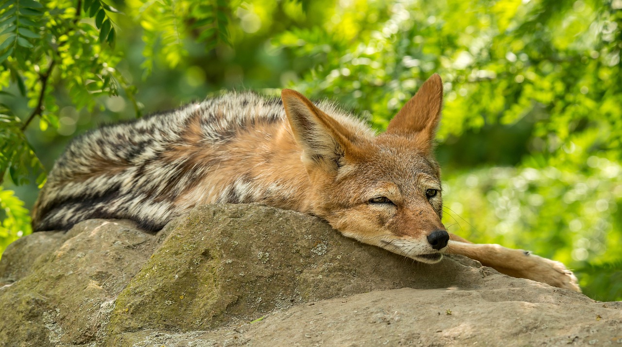 100+ Free Coyote & Nature Images - Pixabay