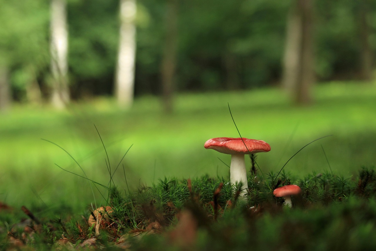 Mushrooms Fall Forest - Free photo on Pixabay