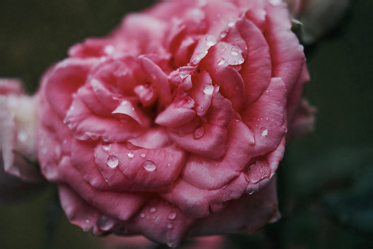 Pink Bunga Alam - Foto gratis di Pixabay