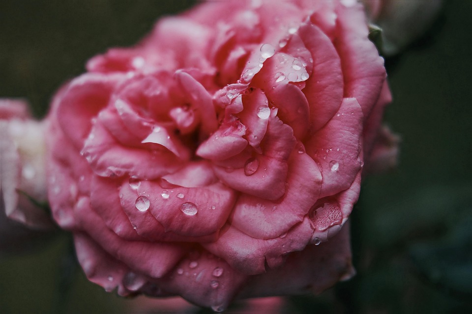 Pink Bunga Alam - Foto gratis di Pixabay