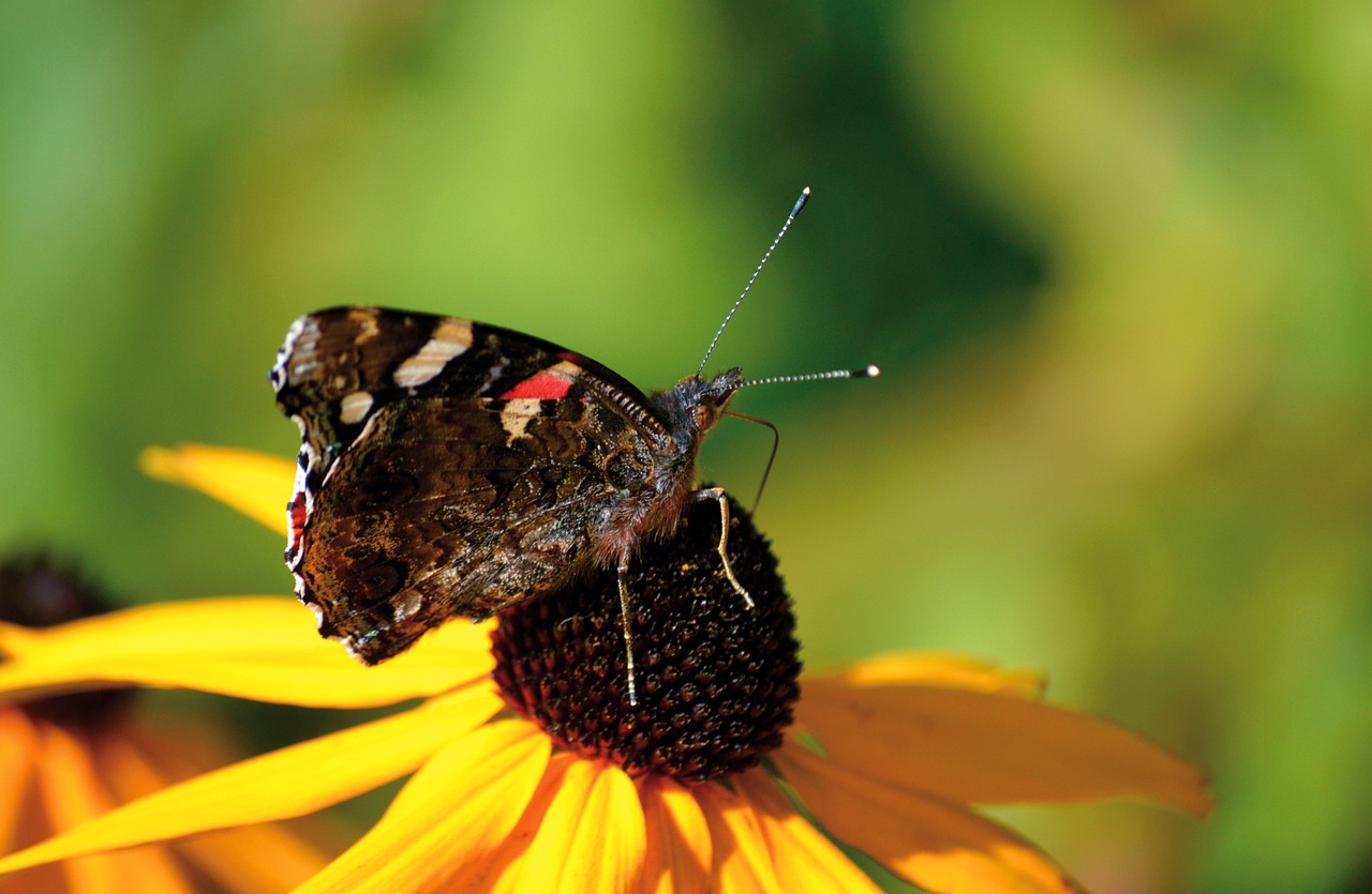 Papillon Petit Renard Coneflower - Photo gratuite sur Pixabay - Pixabay
