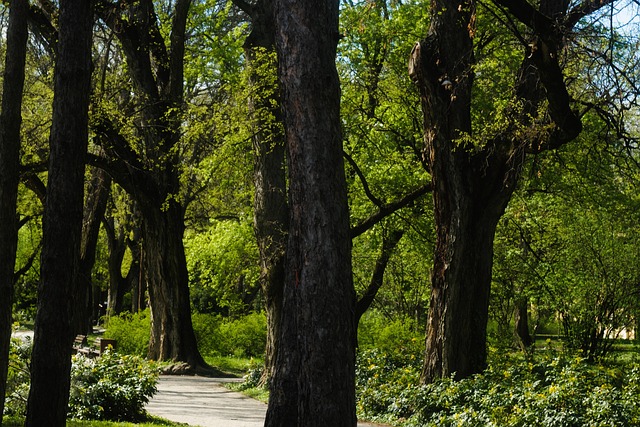 Pohon Alam Hutan - Foto gratis di Pixabay - Pixabay