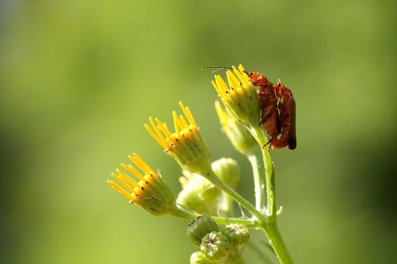 Tawny Telephore Ladybugs Sow - Free photo on Pixabay - Pixabay