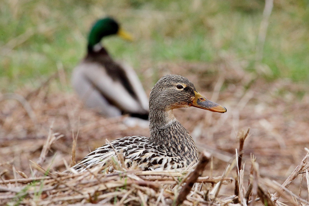 Colvert Canard Oiseau - Photo gratuite sur Pixabay - Pixabay