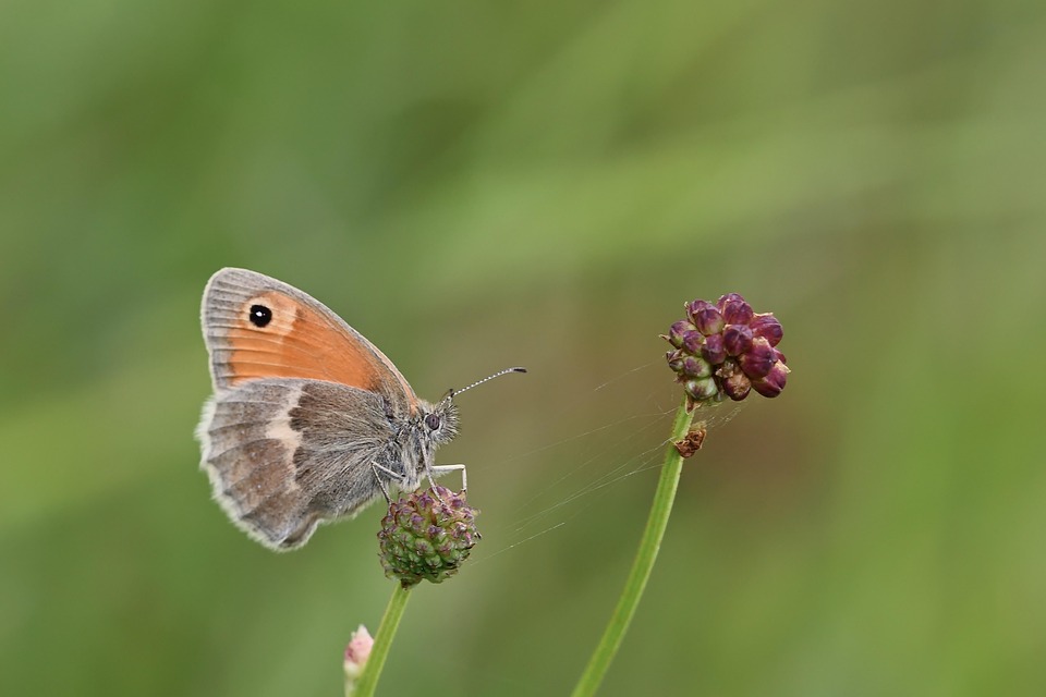 Little Meadow Bird Butterfly - Free photo on Pixabay - Pixabay