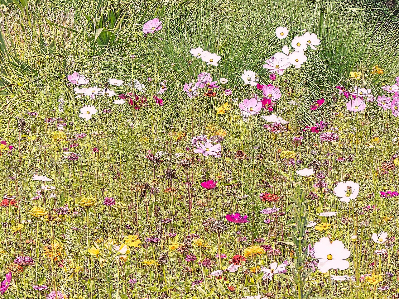Feld Voller Blumen Natur Jährlich - Kostenloses Foto auf Pixabay - Pixabay
