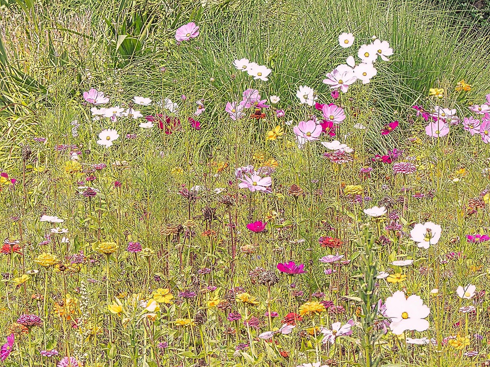 Champ De Fleurs Nature Annuel - Photo gratuite sur Pixabay - Pixabay