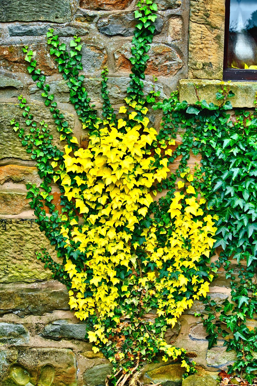 Ivy Climber Plant - Free photo on Pixabay - Pixabay