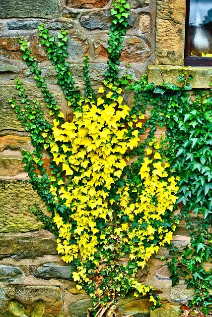 Ivy Climber Plant - Free photo on Pixabay - Pixabay