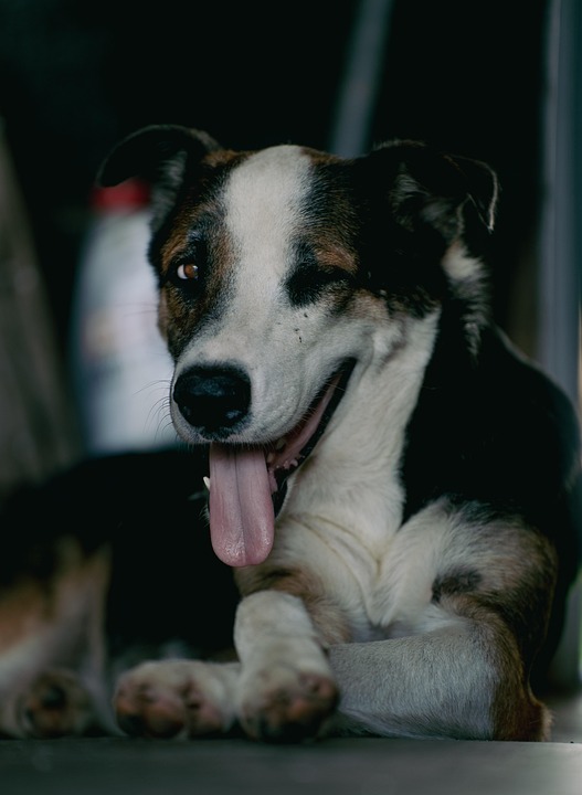 Dog Pet Wink - Free photo on Pixabay - Pixabay