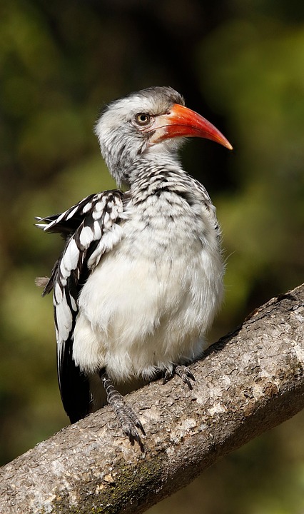 Southern Red-Billed Hornbill - Free photo on Pixabay