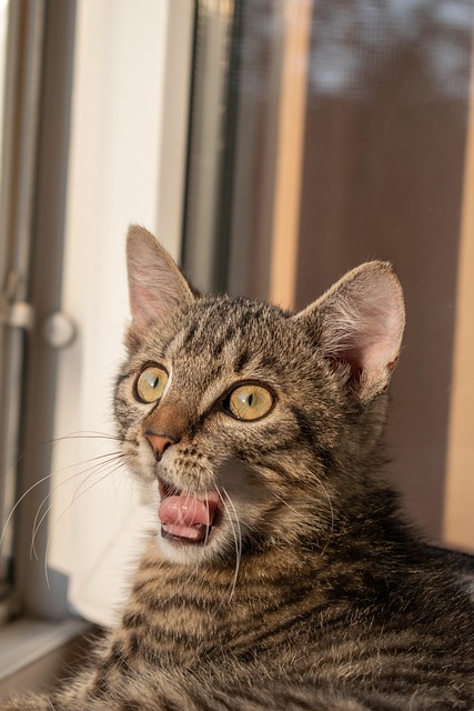 Tabby Katze Katzen - Kostenloses Foto auf Pixabay - Pixabay