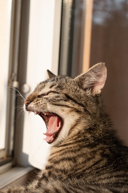 Malhado Gato Felino - Foto gratuita no Pixabay - Pixabay