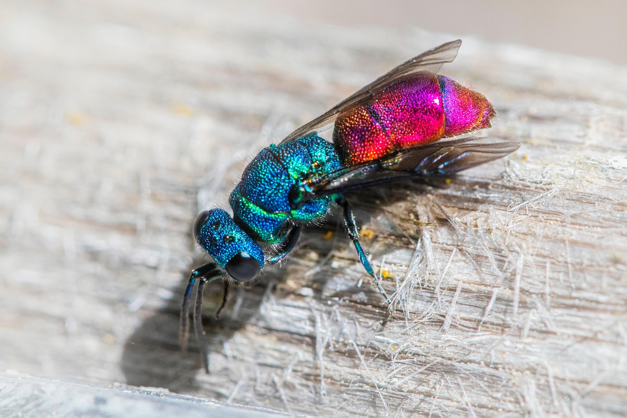 Crysis Cuckoo Wasp Colorful - Free photo on Pixabay - Pixabay