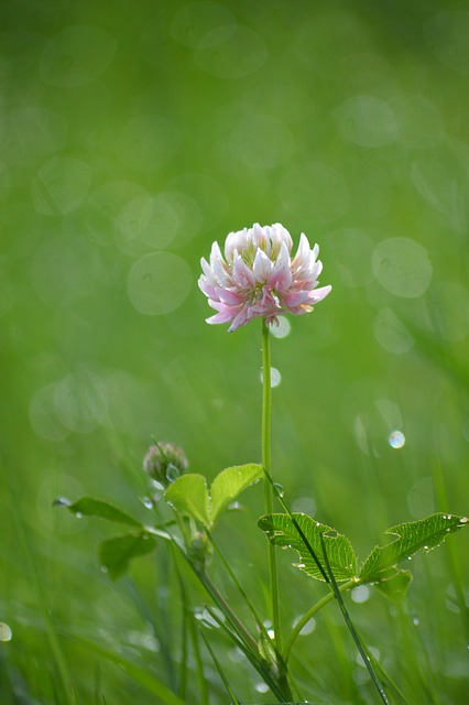 50,000+ Free Four Leaf Clover Wallpaper & Clover Images - Pixabay
