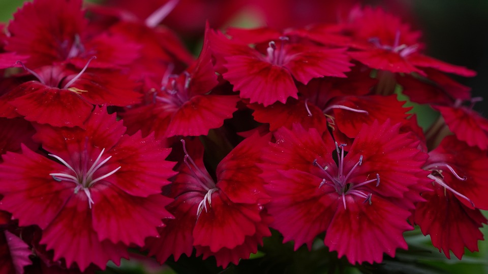 Dianthus Tiret Cramoisi Bouquet - Photo gratuite sur Pixabay - Pixabay