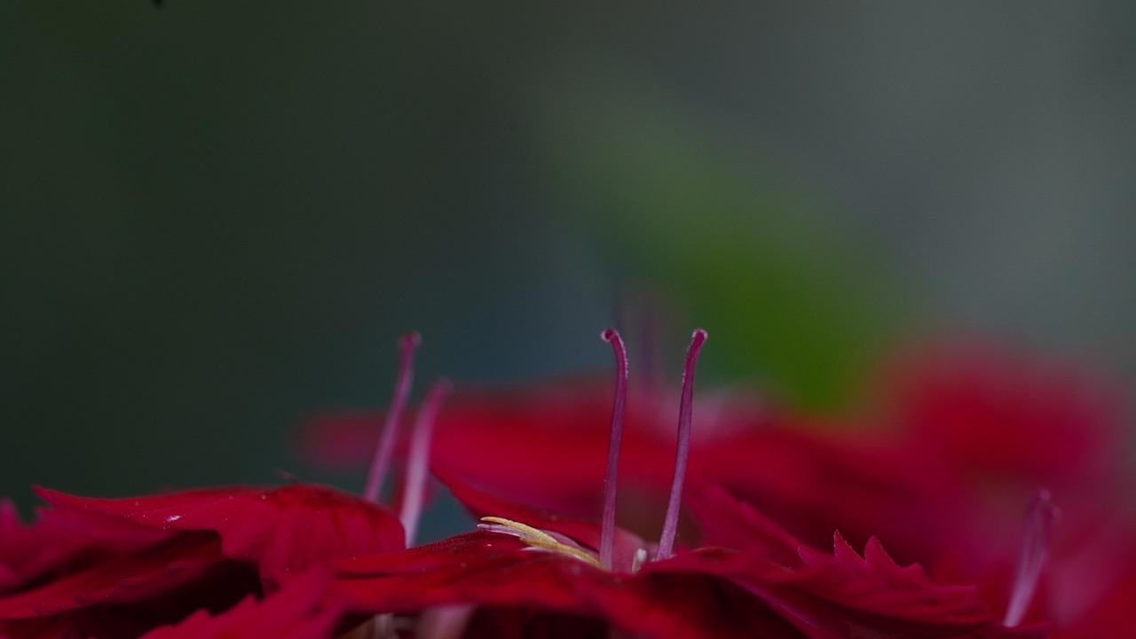 Fleurs Clous De Girofle Pétales - Photo gratuite sur Pixabay - Pixabay