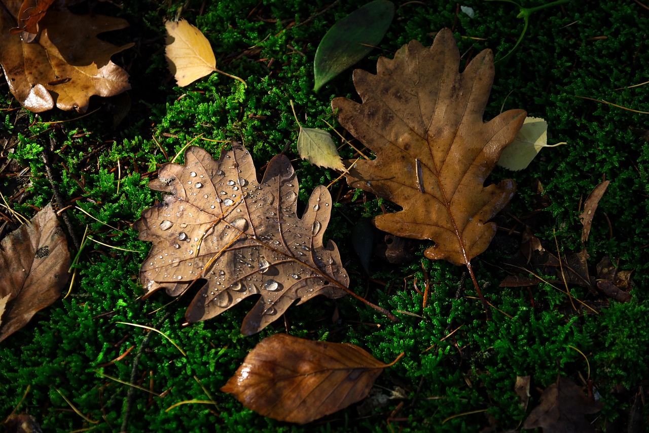 8000+ gratis bilder av Autumn Background og Høst - Pixabay