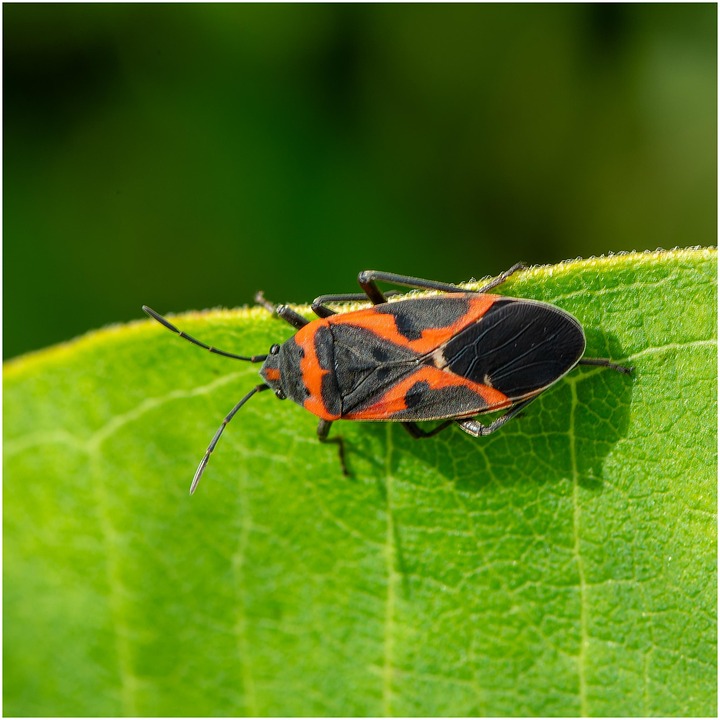 Insecte Naturel - Photo gratuite sur Pixabay - Pixabay