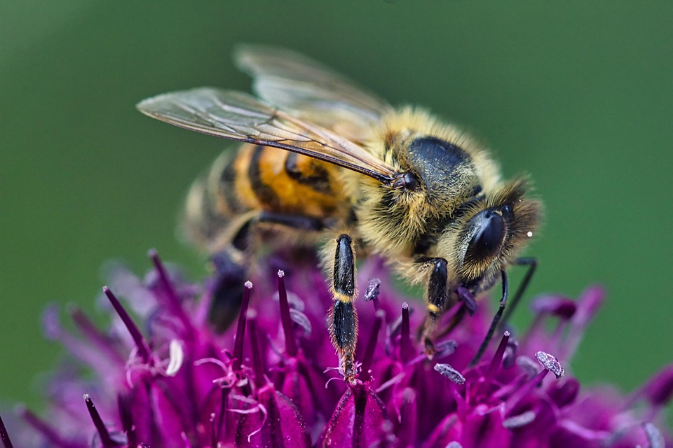 Western Honey Bee Wild Marsh - Free photo on Pixabay - Pixabay