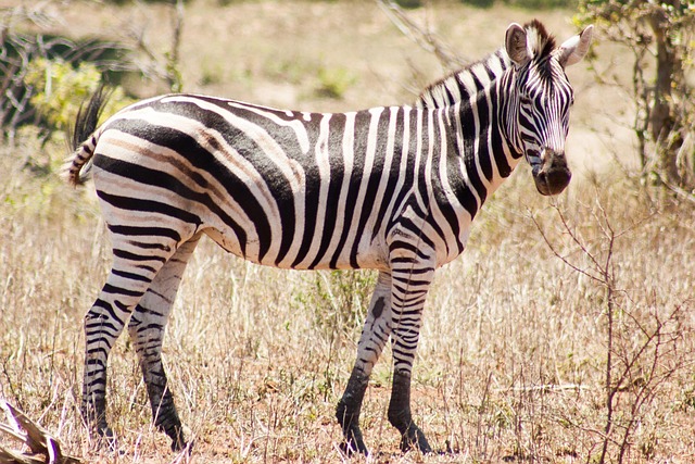 Zebra Mammal Animal - Free photo on Pixabay - Pixabay