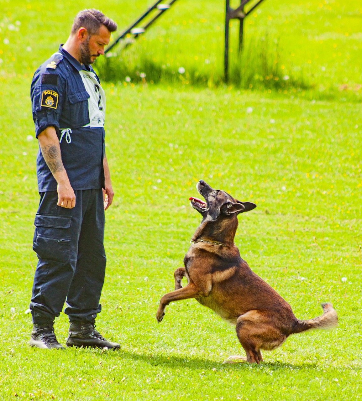 Policedog Police - Free photo on Pixabay - Pixabay