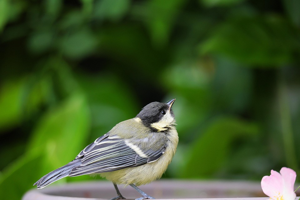 Great Tit Bird Animal - Free photo on Pixabay - Pixabay
