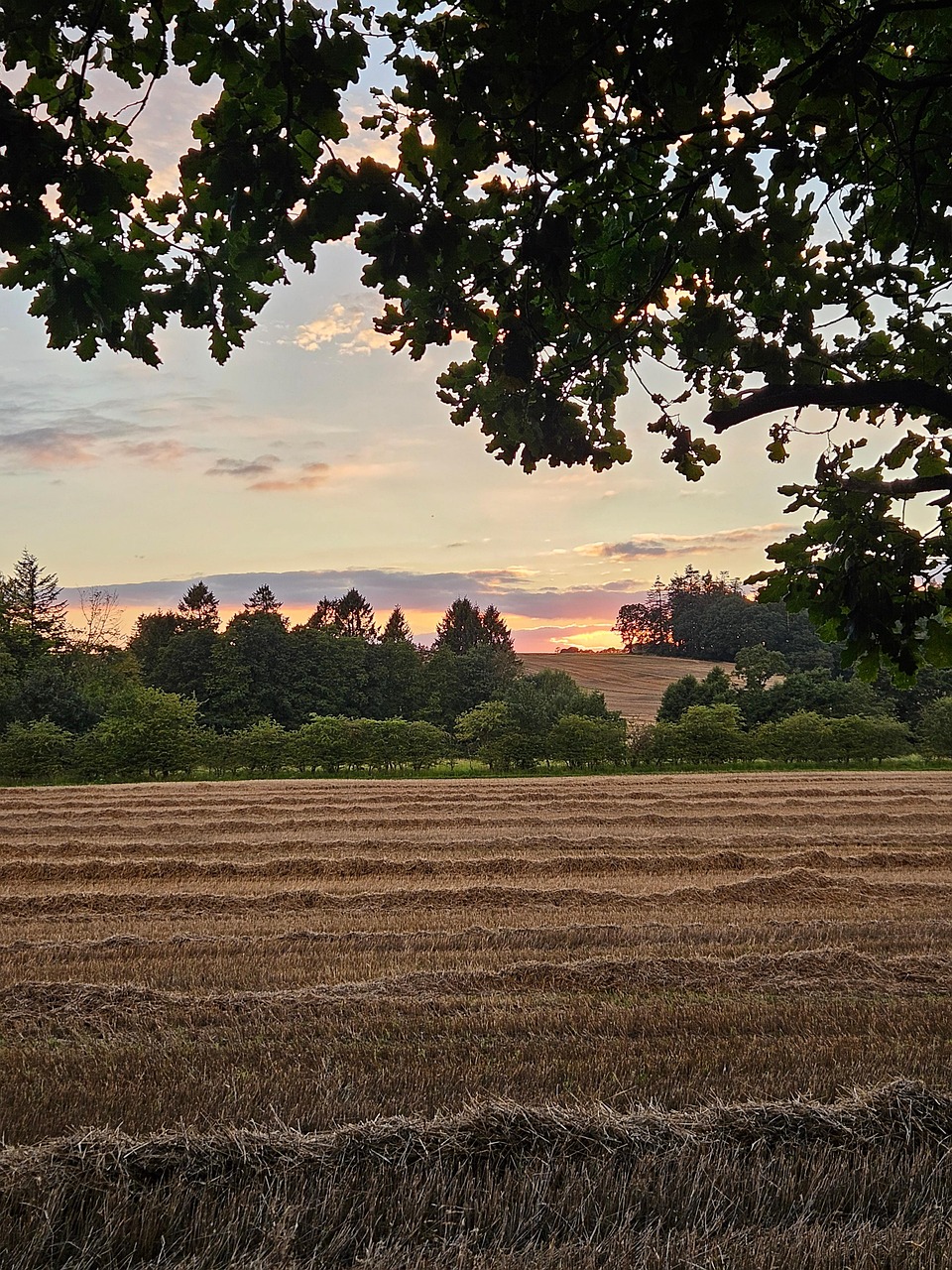 Sunset Field Forrest - Free photo on Pixabay - Pixabay