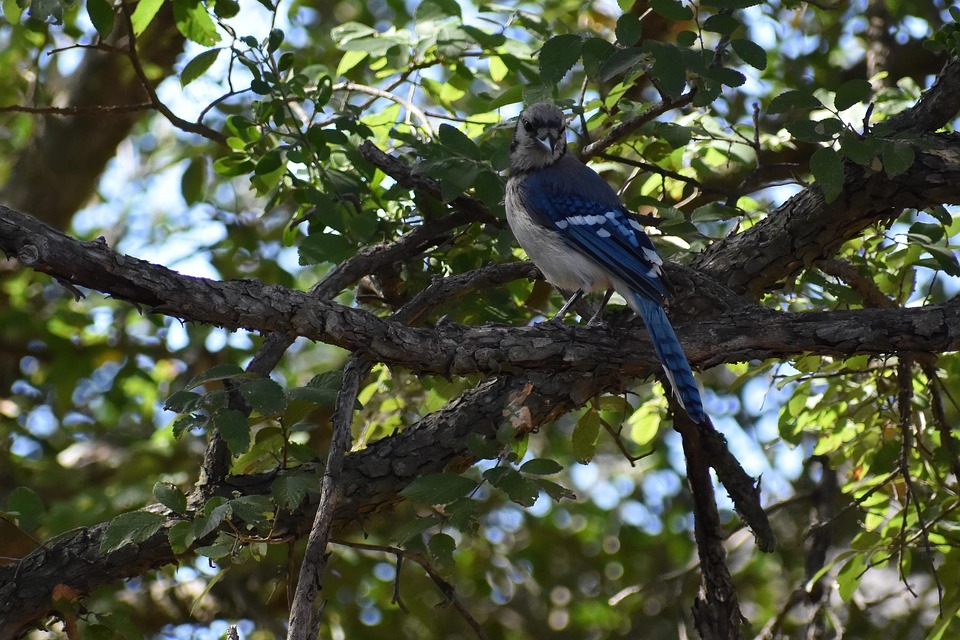 Blue Jay Bird - Free photo on Pixabay - Pixabay