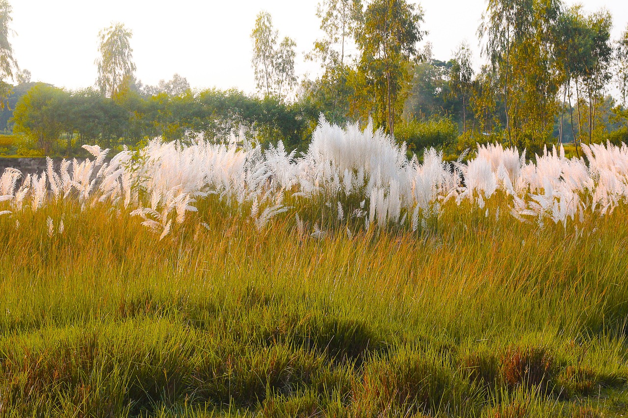 Kashful Nature Images Bangladeshi - Free photo on Pixabay - Pixabay