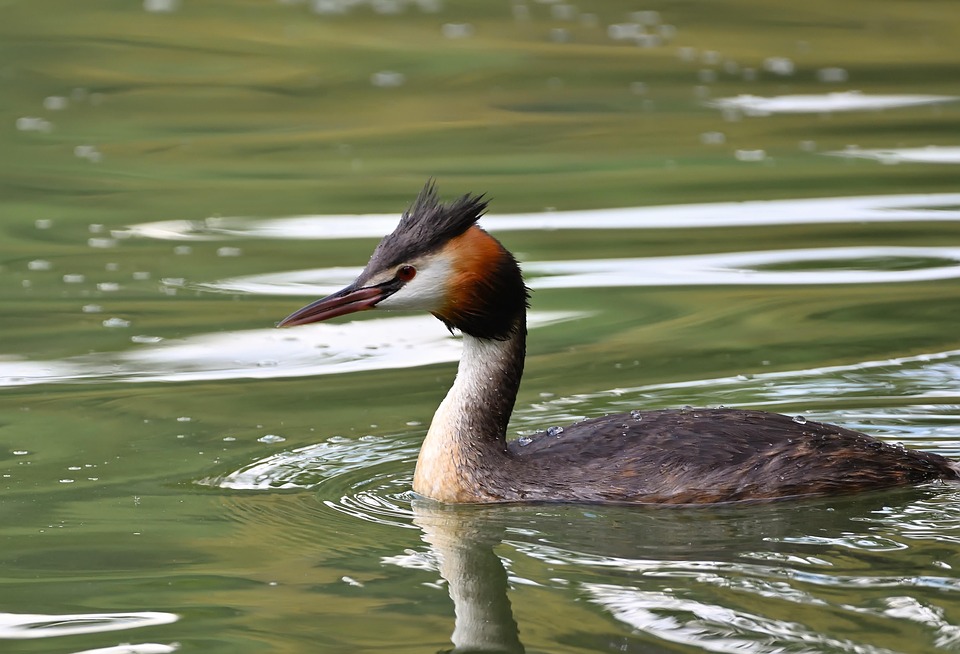Great Crested Grebe Lake Water - Free photo on Pixabay - Pixabay