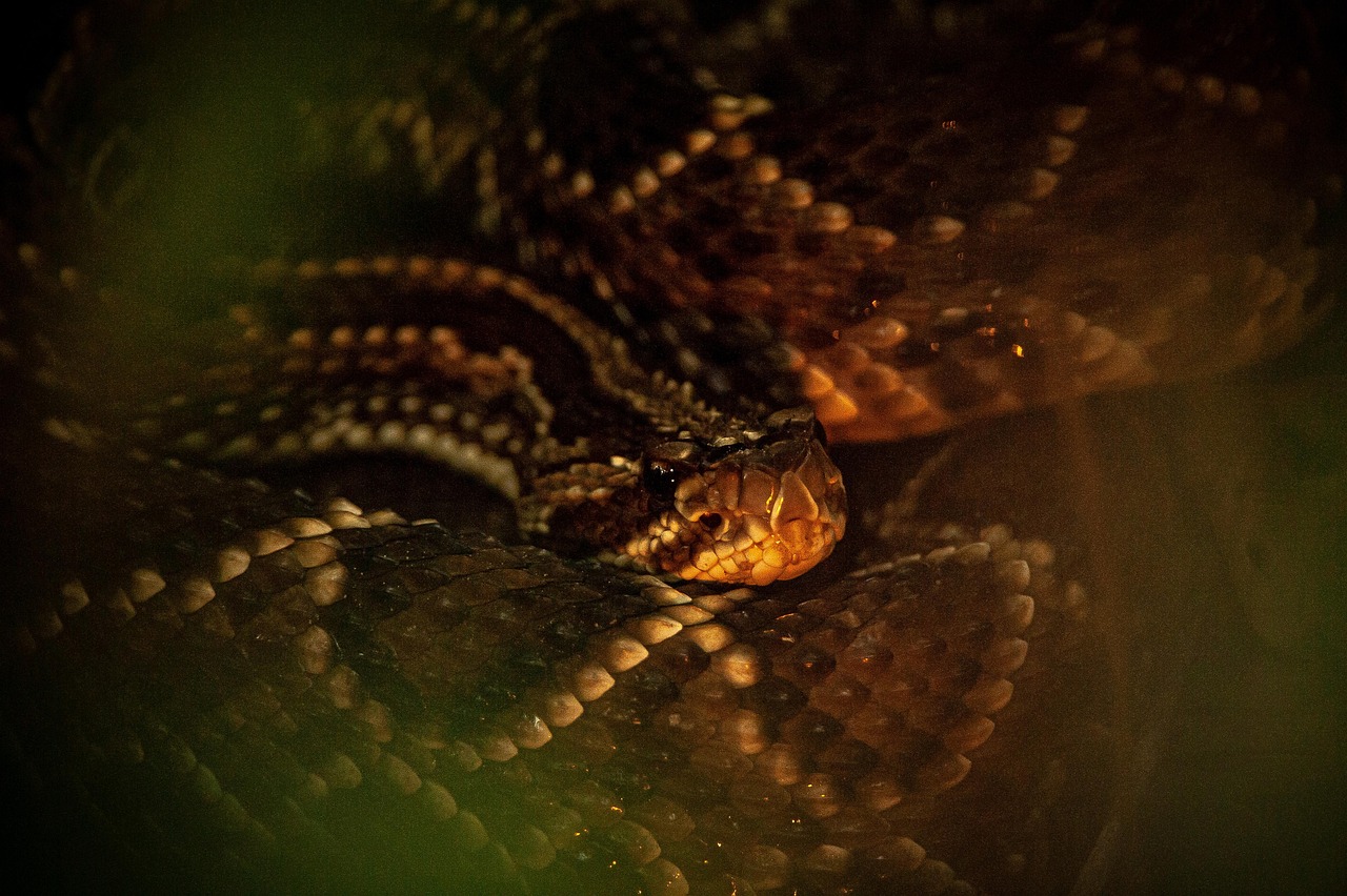 Serpiente De Cascabel - Foto gratis en Pixabay - Pixabay