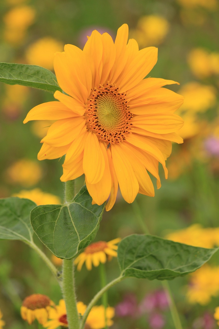Sunflower Field Of Flowers Flower - Free photo on Pixabay - Pixabay