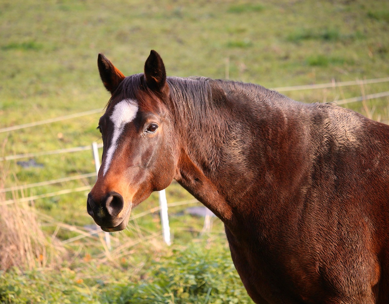 Horse Brown Pasture - Free photo on Pixabay - Pixabay