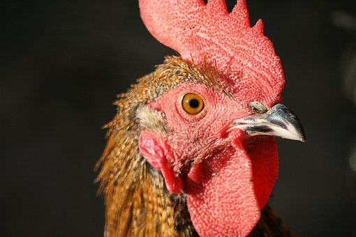 Chicken Farm Field - Free photo on Pixabay