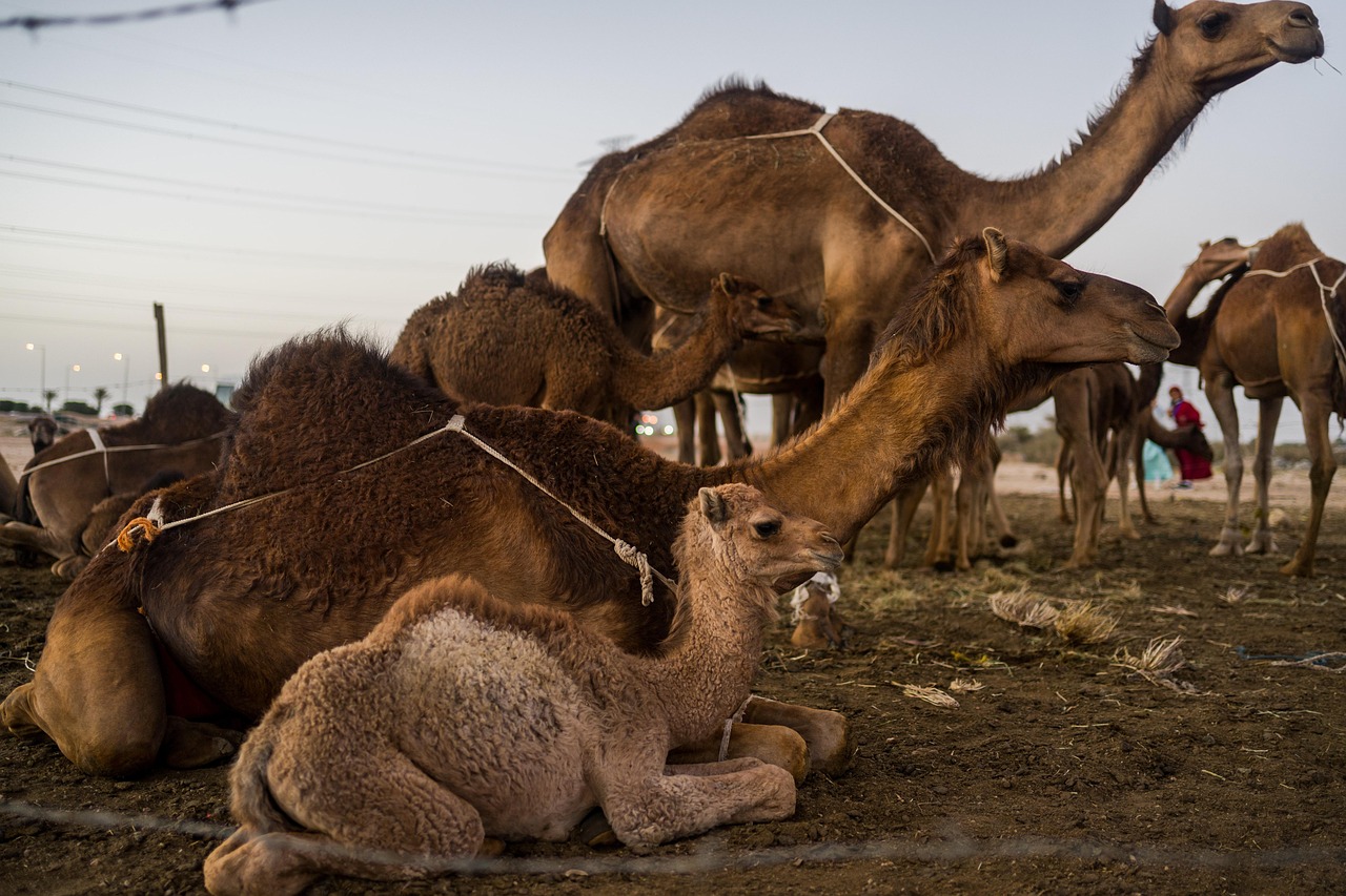 Camel Dessert Nature - Free photo on Pixabay - Pixabay