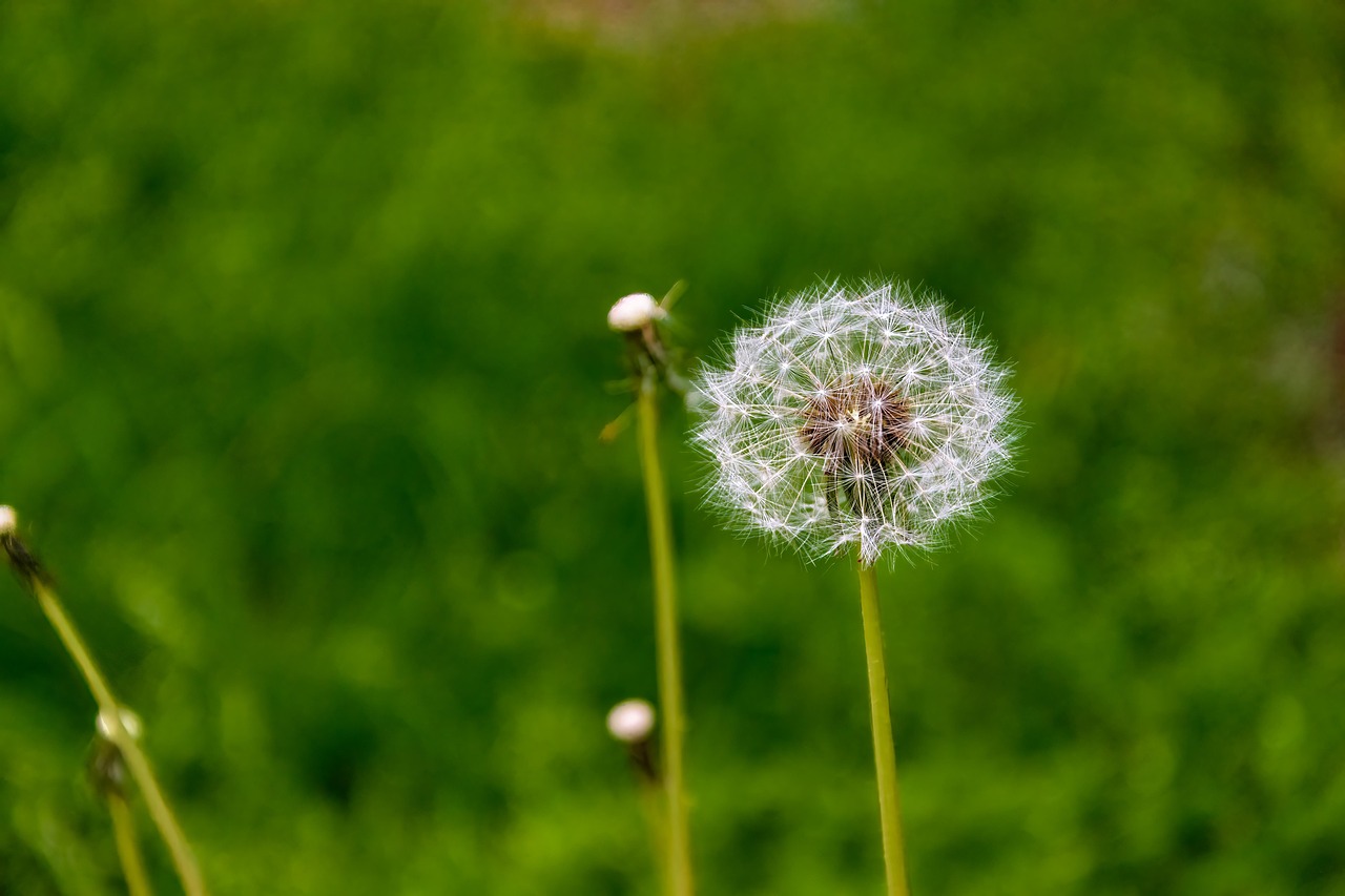 Common Dandelion Flower - Free photo on Pixabay - Pixabay