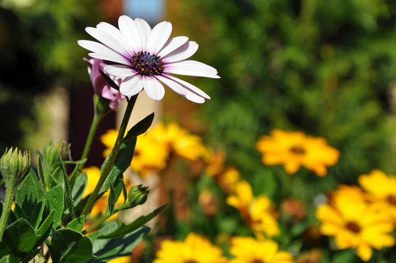 Flores Jardim Natureza - Foto gratuita no Pixabay - Pixabay