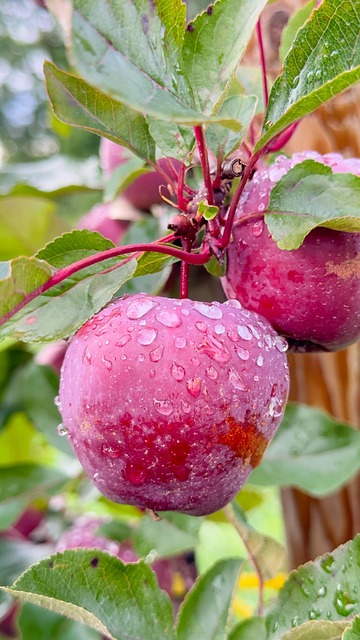 Old Country Apple Apple'S - Free photo on Pixabay - Pixabay