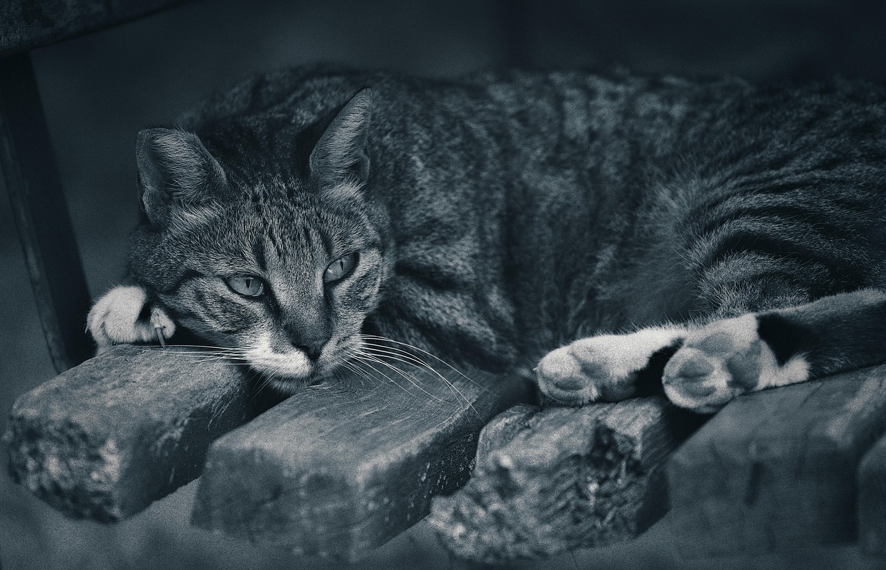 Portrait Animal Chat La - Photo gratuite sur Pixabay - Pixabay