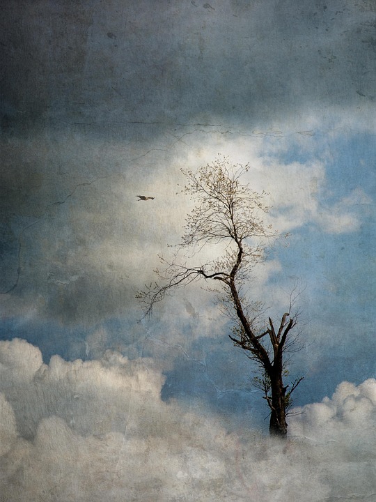 Tree Clouds Cloud Mood Dead - Free photo on Pixabay - Pixabay