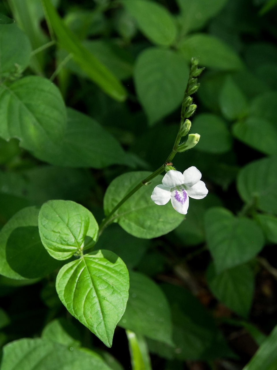 Asystasia Gangetica Chinese Violet - Free photo on Pixabay - Pixabay