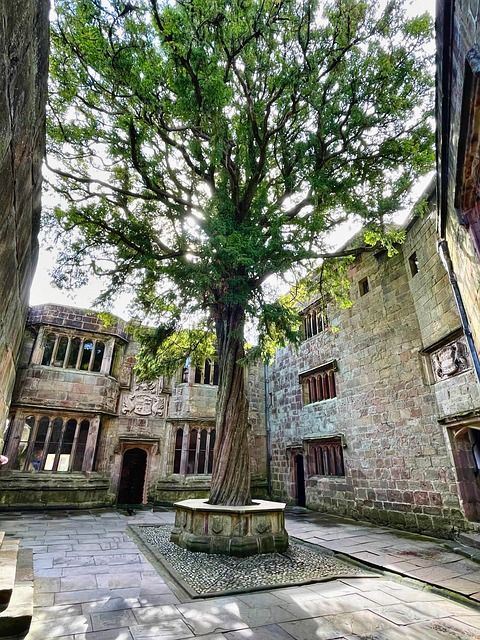 Courtyard Yew Tree - Free photo on Pixabay - Pixabay