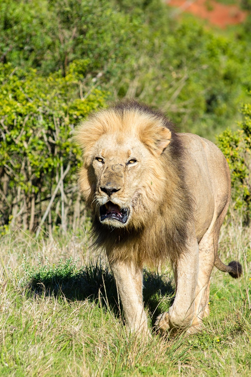 África Leão Animais Selvagens - Foto gratuita no Pixabay - Pixabay