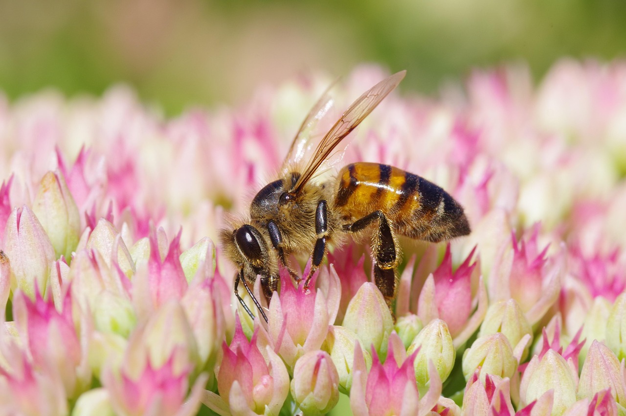 Bee Insect Flowers - Free photo on Pixabay - Pixabay